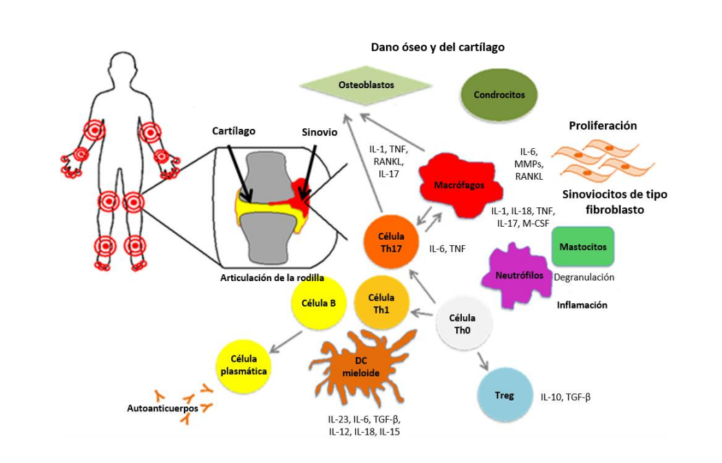 Artritis Reumatoide British Society For Immunology